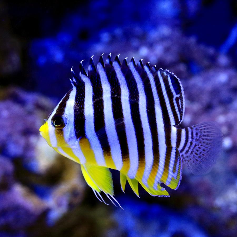 （海水魚）ヤッコ マリンドッケ産 シマヤッコ（1匹） : チャーム charm ヤフー店 - 通販 - Yahoo!ショッピング