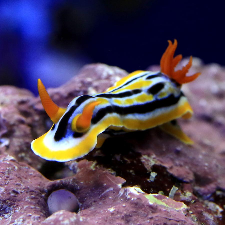 （海水魚）ウミウシ コールマンウミウシ（1匹） 北海道航空便要保温 : チャーム charm ヤフー店 - 通販 - Yahoo!ショッピング