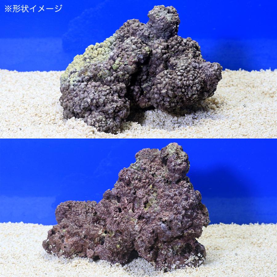 チャーム（ペット） （海水魚）ライブロック EXSグレード パープルロック Mサイズ 1個（形状お任せ） : チャーム charm ヤフー店 - 通販 - Yahoo!ショッピング