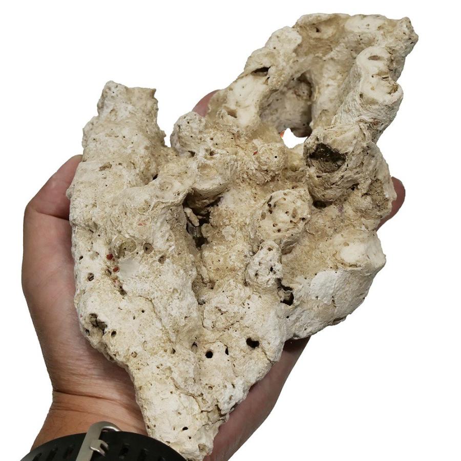 ＃200 C．P．Farm 天然サンゴ砂 ＃200 Natural coral sand 3L : チャーム charm ヤフー店 - 通販 - Yahoo!ショッピング