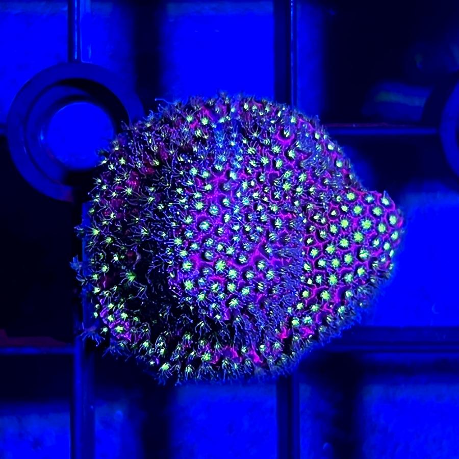 （サンゴ）一点物 ムカシサンゴ プラグ付き CM−17770（1個） 北海道・九州航空便要保温 : 554770 : チャーム charm ...