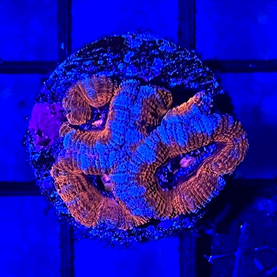 （サンゴ）一点物 オーストラリア産 カクオオトゲキクメイシ プラグ付き CM−17941（1個） 北海道・九州航空便要保温 : チャーム ...