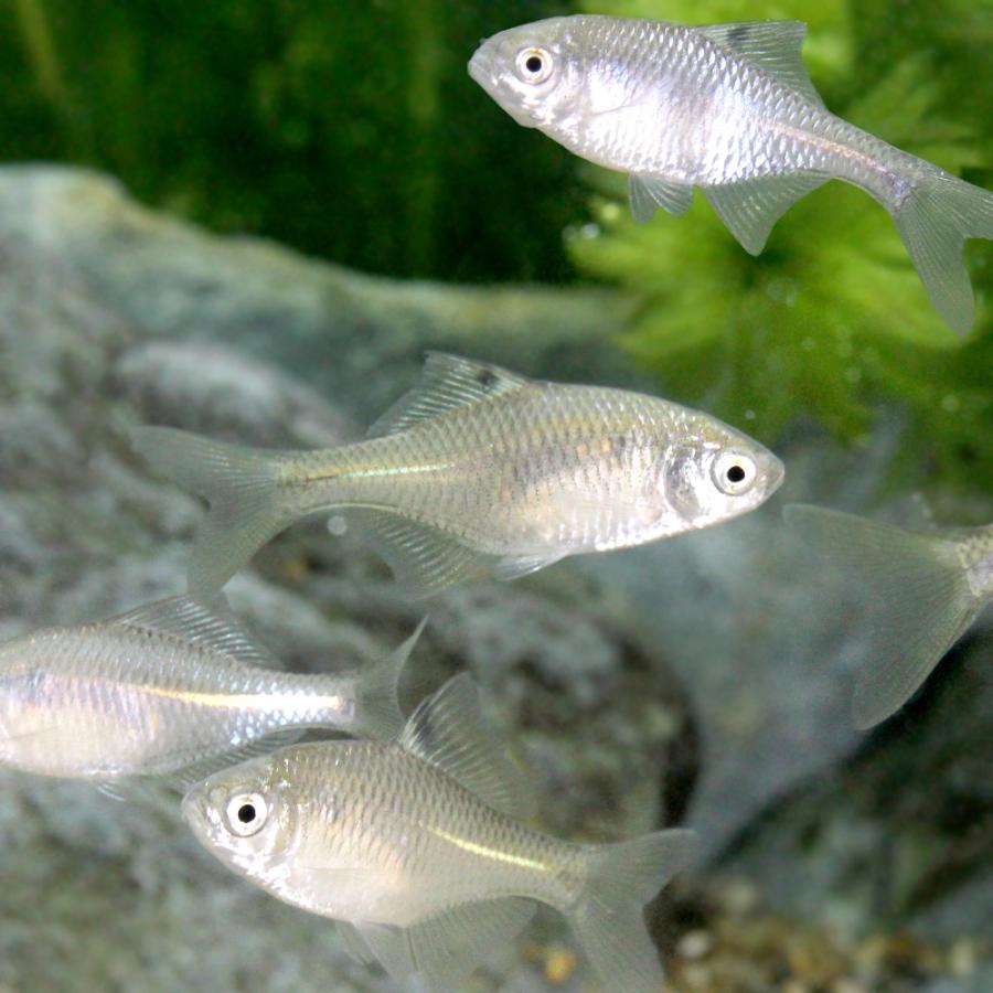 チャーム（ペット） （淡水魚）タイリクバラタナゴ 2〜4cm（5匹） : チャーム charm ヤフー店 - 通販 - Yahoo!ショッピング