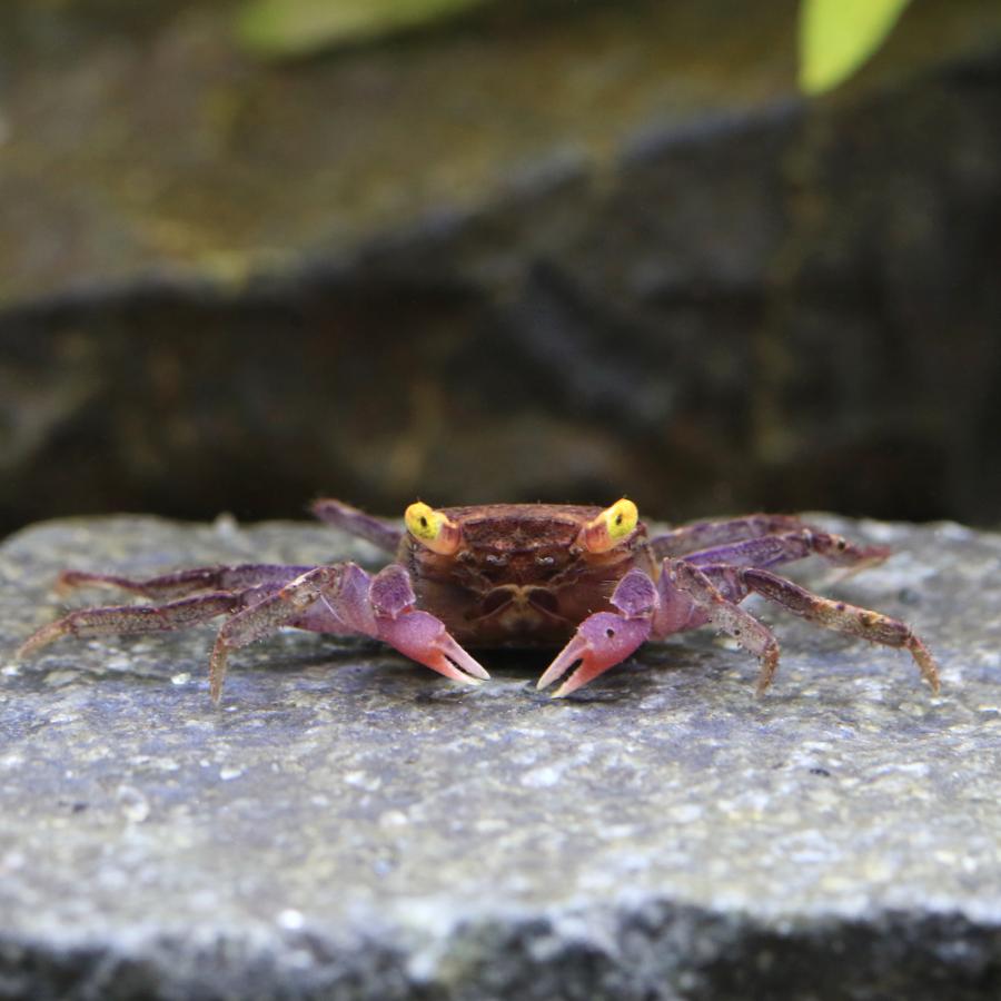 （エビ・カニ）パープルバンパイア・クラブ（3匹） 北海道航空便要保温 : 597199 : チャーム charm ヤフー店 - 通販 ...