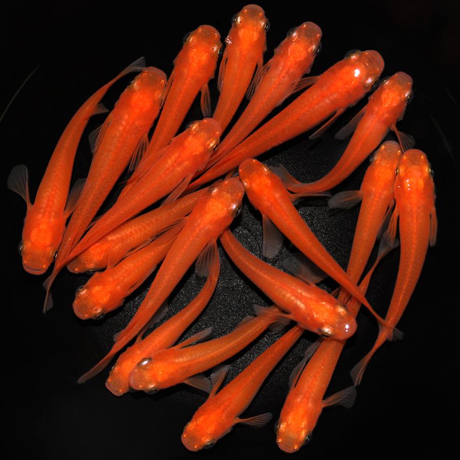 （めだか）小野系紅帝メダカ 桃ちゃんメダカブリード（5匹） : チャーム charm ヤフー店 - 通販 - Yahoo!ショッピング