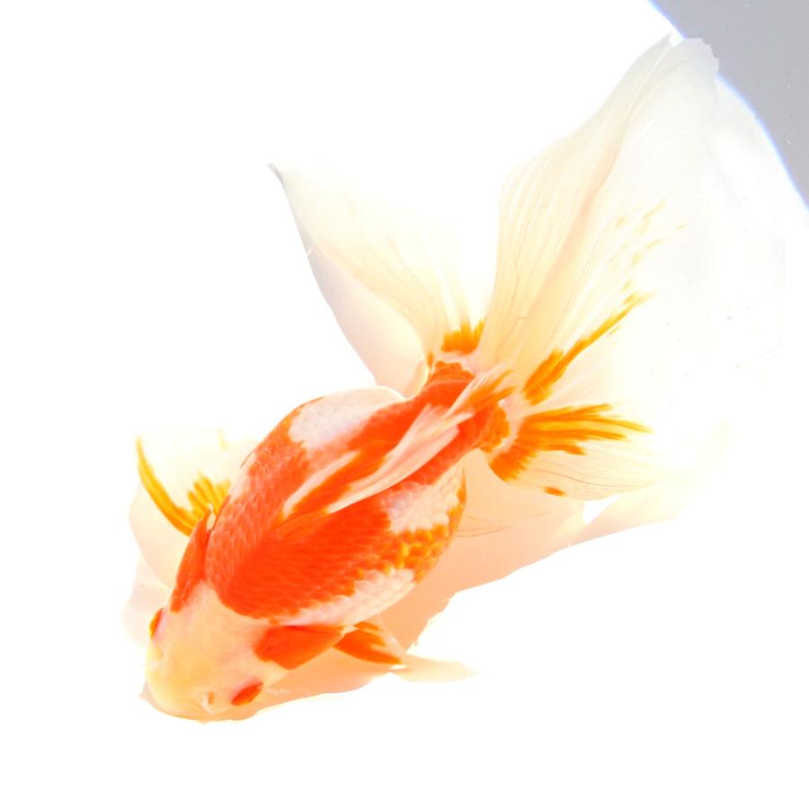 （国産金魚）一点物 更紗琉金 18cm± 高澤養魚場産（1匹） 北海道・九州航空便要保温 : チャーム charm ヤフー店 - 通販 ...