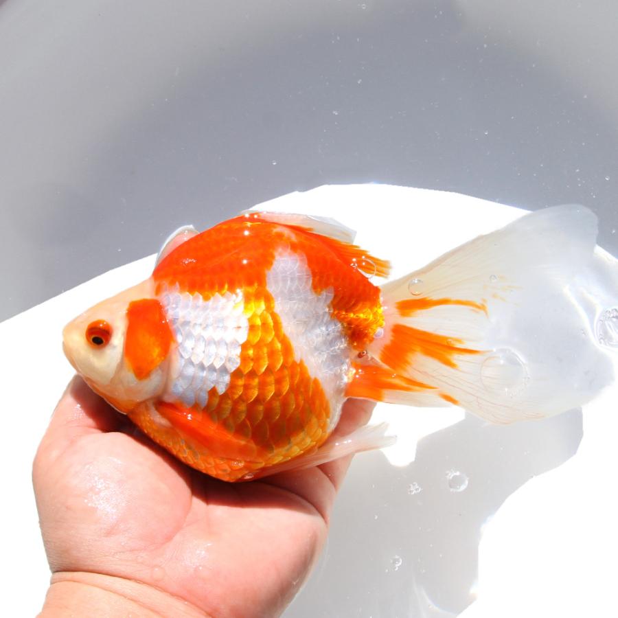 （国産金魚）一点物 更紗琉金 18cm± 高澤養魚場産（1匹） 北海道・九州航空便要保温 : チャーム charm ヤフー店 - 通販 ...