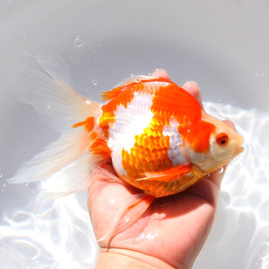 （国産金魚）一点物 更紗琉金 18cm± 高澤養魚場産（1匹） 北海道・九州航空便要保温 : チャーム charm ヤフー店 - 通販 ...