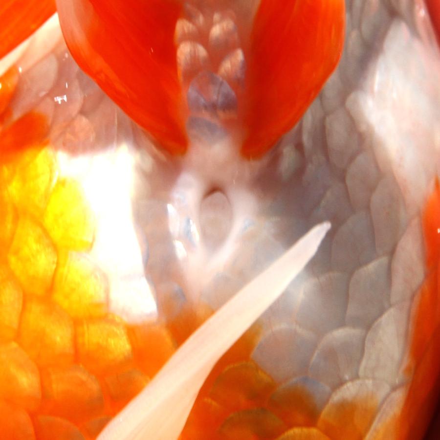 （国産金魚）一点物 更紗琉金 18cm± 高澤養魚場産（1匹） 北海道・九州航空便要保温 : チャーム charm ヤフー店 - 通販 ...