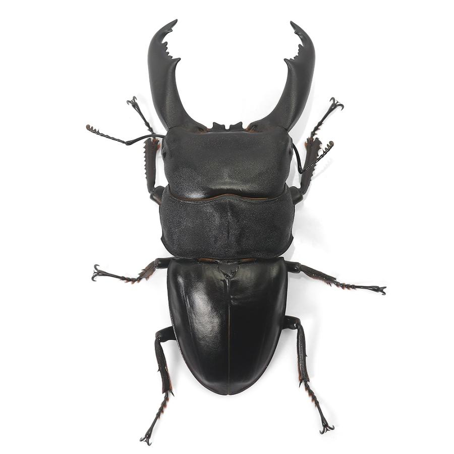 チャーム（charm） （昆虫）カマリネスオオヒラタクワガタ フィリピン 南カマリネス州産 成虫 90〜94mm（1ペア） 北海道・九州航空便要保温 : チャーム charm ヤフー店 ...