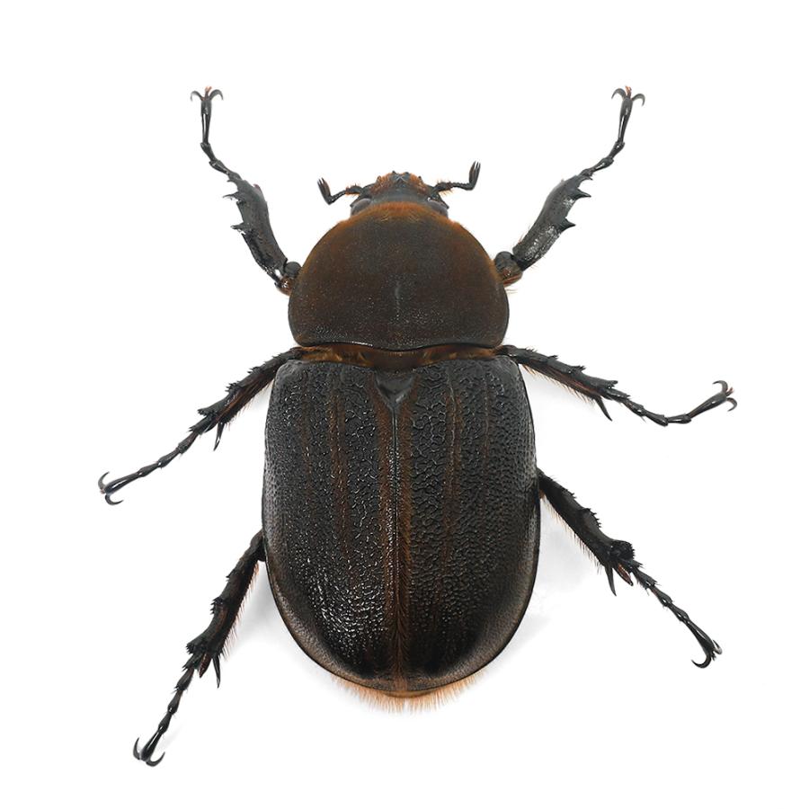 （昆虫）（B品）一点物 ヘラクレス・ヘラクレス グアドループ産 オス145mm メス64mm（1ペア） : チャーム charm ヤフー店 - 通販 - Yahoo!ショッピング