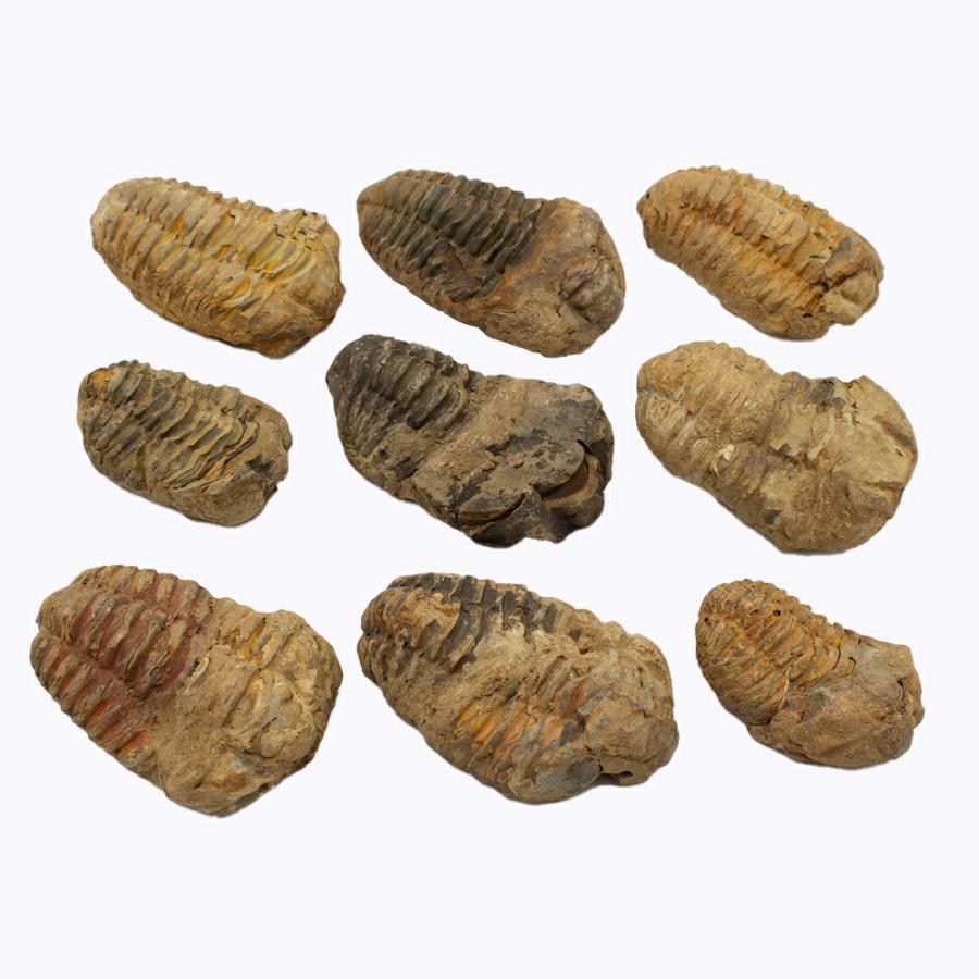 形状おまかせ モロッコ産 三葉虫（ディアカリメネ）の化石 S 1個 オルドビス紀 化石 :809271:チャーム charm ヤフー店 ...