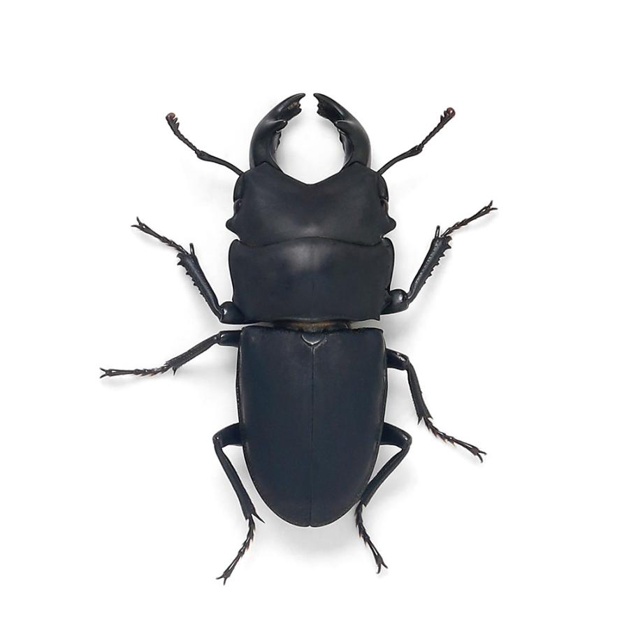 （昆虫）メタドルクス・ロトゥンダトス 幼虫（初〜2令）WF3（1匹） : チャーム charm ヤフー店 - 通販 - Yahoo!ショッピング