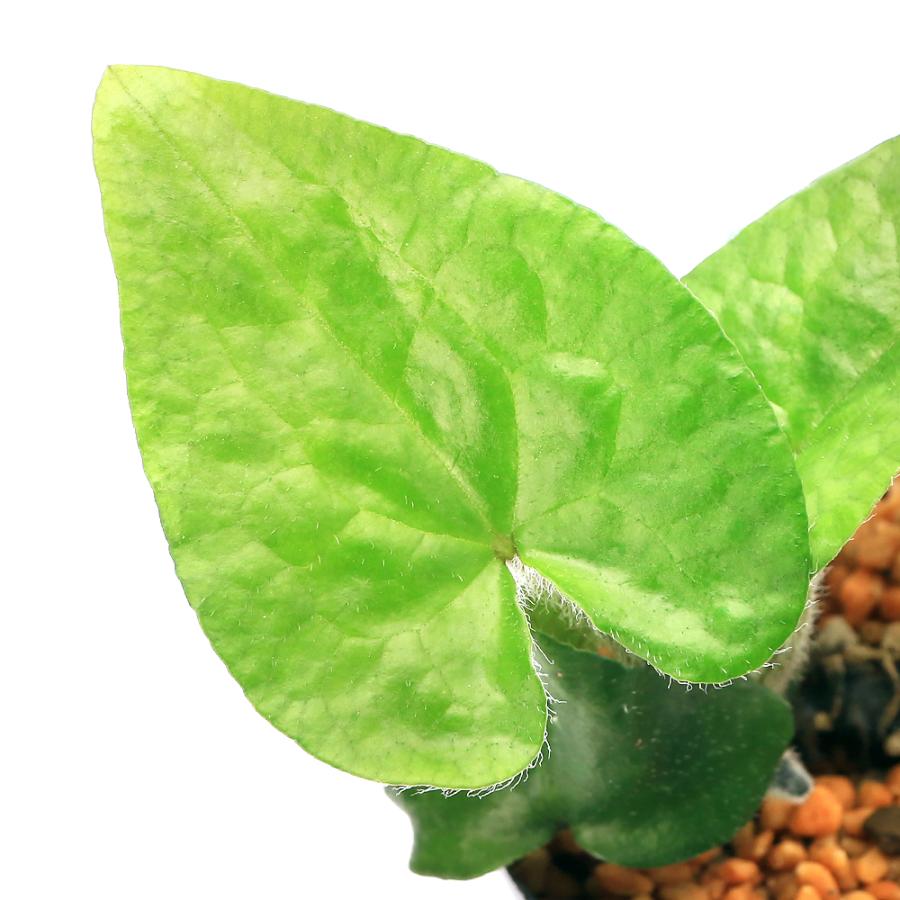 （山野草）サイシン（細辛）オナガサイシン 緑花 台湾 鹿谷産 3号（1ポット） :900451:チャーム charm ヤフー店 - 通販 ...