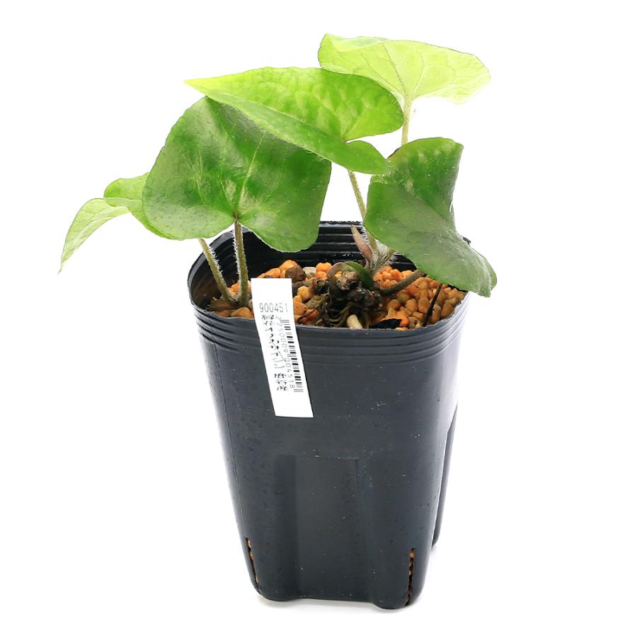 （山野草）サイシン（細辛）オナガサイシン 緑花 台湾 鹿谷産 （休眠状態）3号（1ポット） : 900451 : チャーム charm ヤフー ...