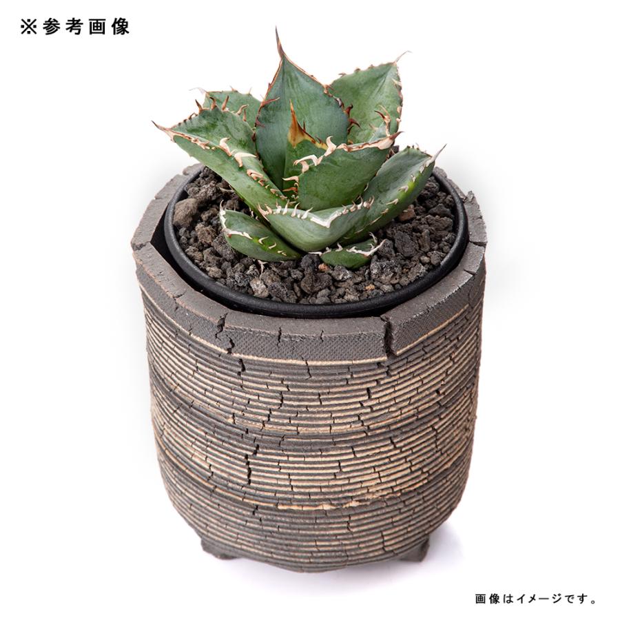 Leaf Corp 鉢 信楽焼 COM WORK STUDIO作 CMB−5 : チャーム charm ヤフー店 - 通販 - Yahoo!ショッピング