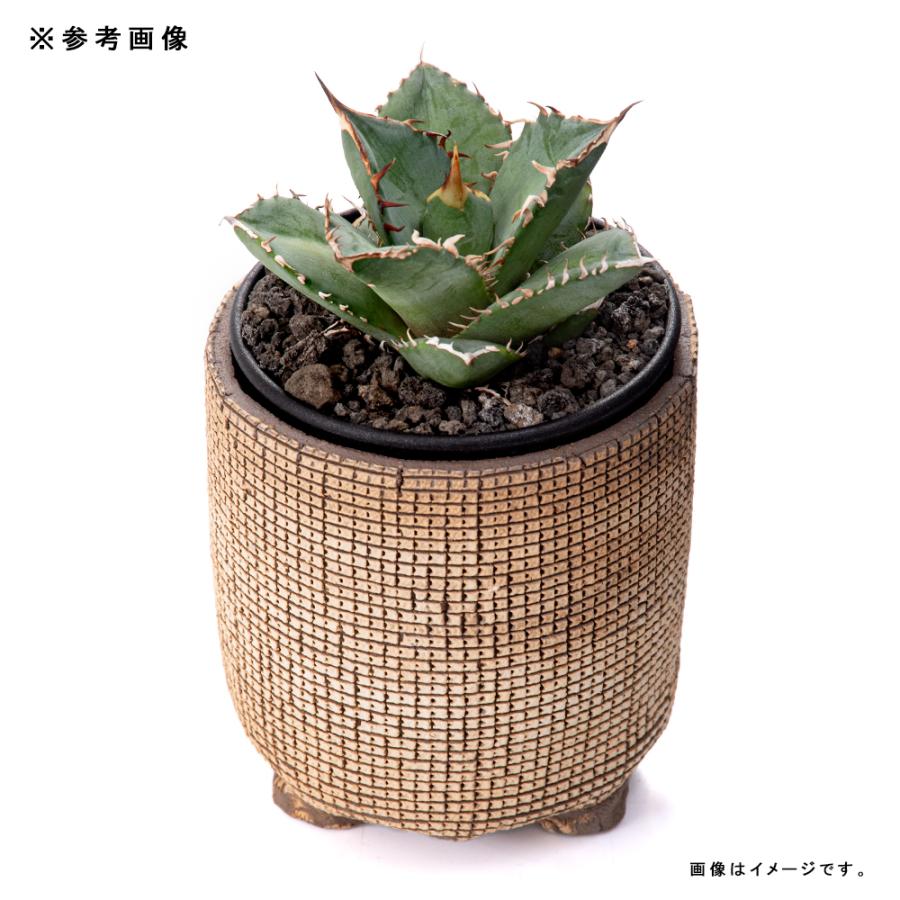 鉢 信楽焼 COM WORK STUDIO作 CMB−8 : 930584 : チャーム charm ヤフー店 - 通販 - Yahoo!ショッピング