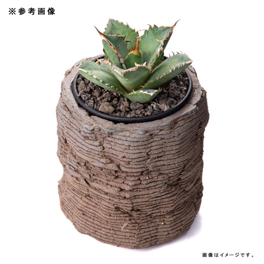 Leaf Corp 鉢 信楽焼 COM WORK STUDIO作 LLB−6 : チャーム charm ヤフー店 - 通販 - Yahoo!ショッピング