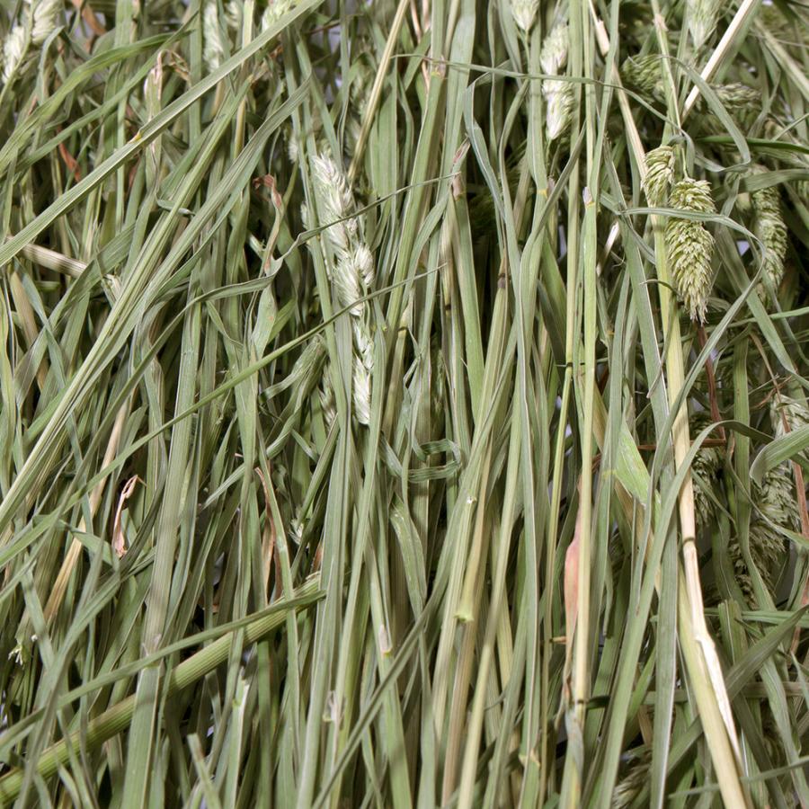 令和6年産 長野県産 青刈りオーチャードグラス 100g チャック袋 うさぎ 牧草 :940098:チャーム charm ヤフー店 - 通販 ...