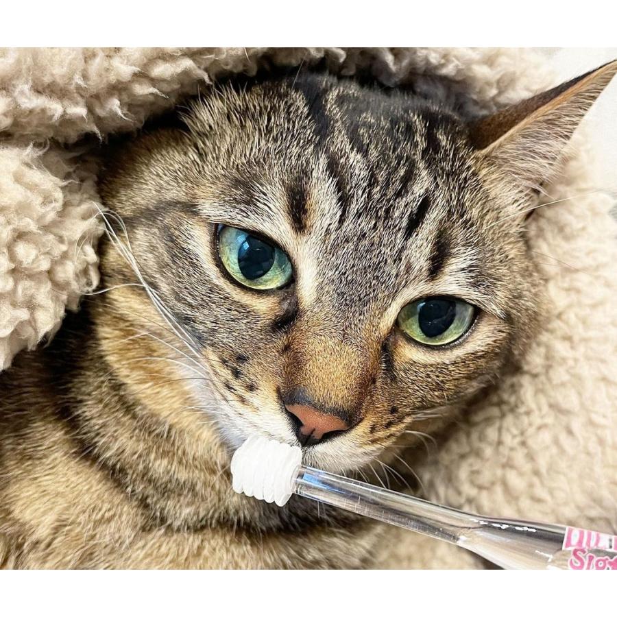 シグワン コンパクト歯ブラシ キャット : sc-0010-1 : ちゃっぴーはうすYahoo!店 - 通販 - Yahoo!ショッピング