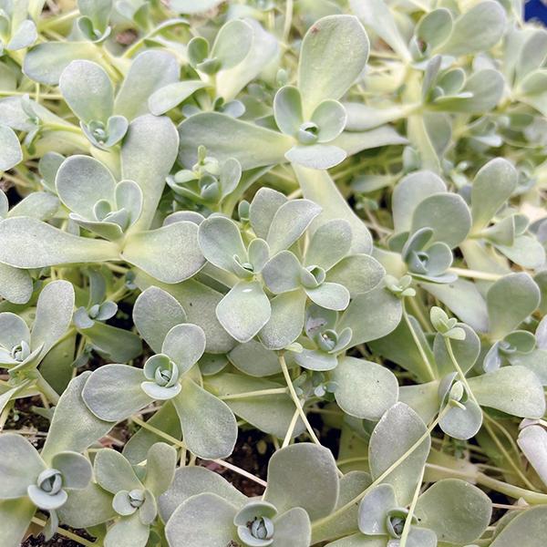 多肉植物/子持ち蓮華 脇目が多い時期(月曜日発送:4月28日 多肉植物/子持ち蓮華 脇目が多い時期(月曜日発送:4月28日