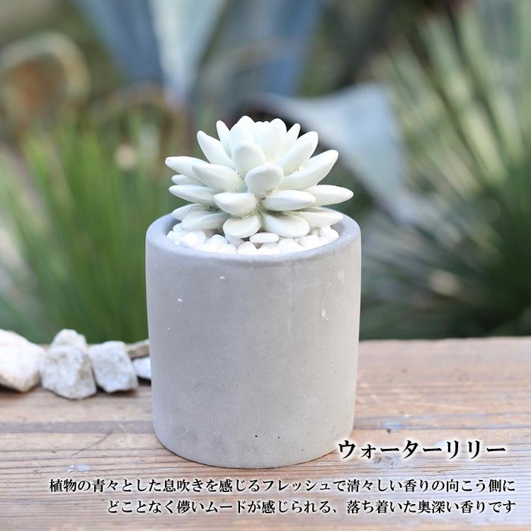 ダルトン フレグランス ディフューザー リトル ジェム カクタス アロエ G875-959 サボテン 多肉 ルームフレグランス アロマ 芳香剤 玄 : choice-select - 通販 ...