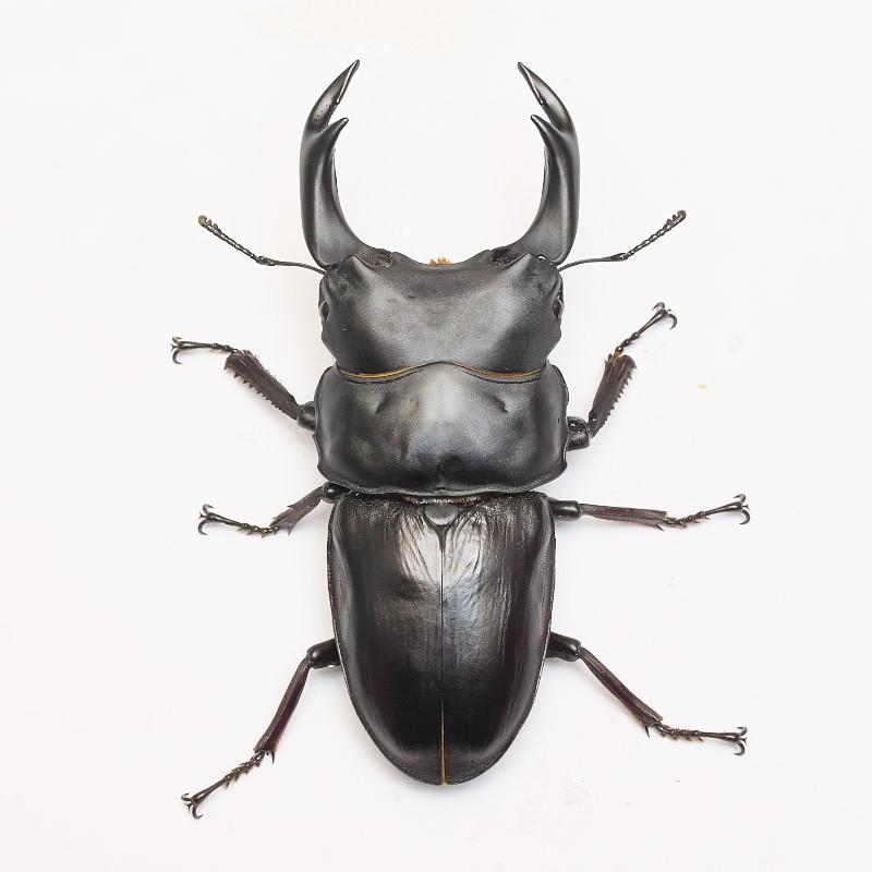 能勢YG血統 84mm オス単品 銚子オオブリード個体 24年羽化 ch24-52-142 : ch24-52-142 : 銚子オオクワガタ倶楽部ヤフー店 - 通販 - Yahoo!ショッピング