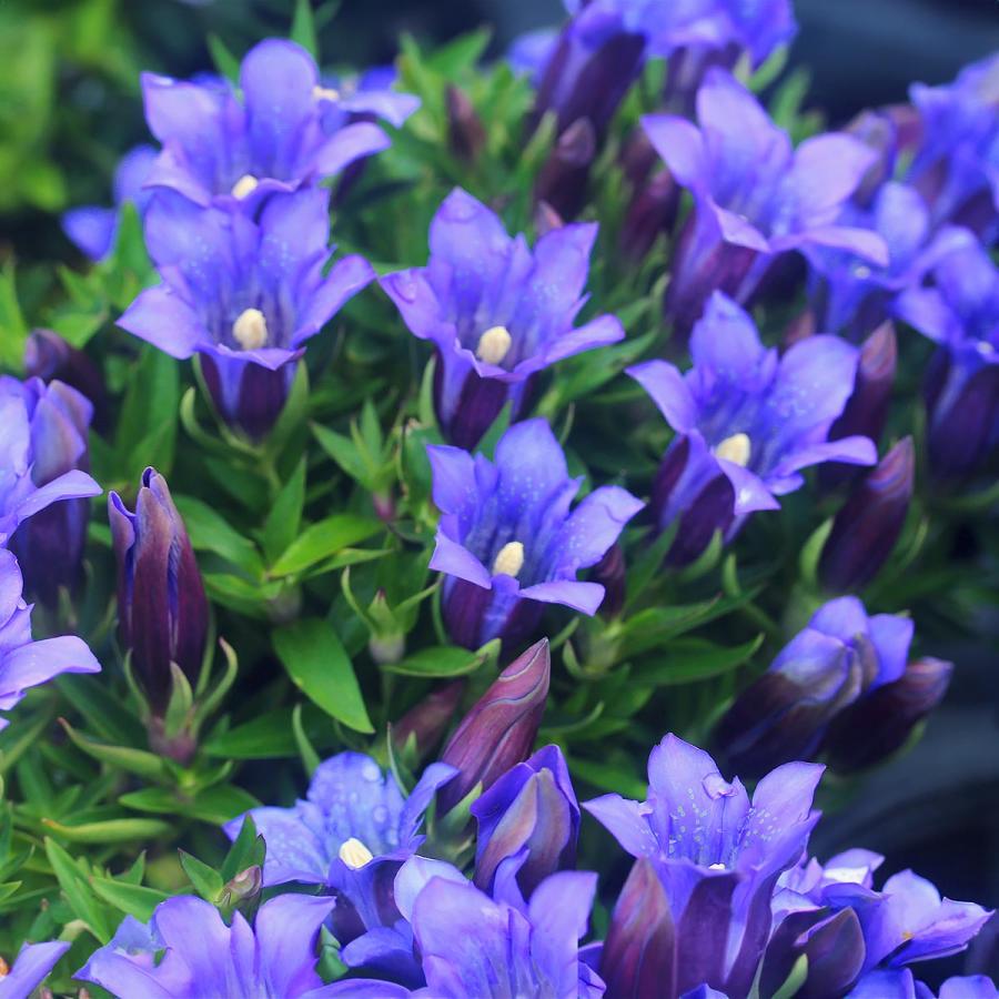 新キリシマリンドウ : chuetsu-plants - 通販 - Yahoo!ショッピング