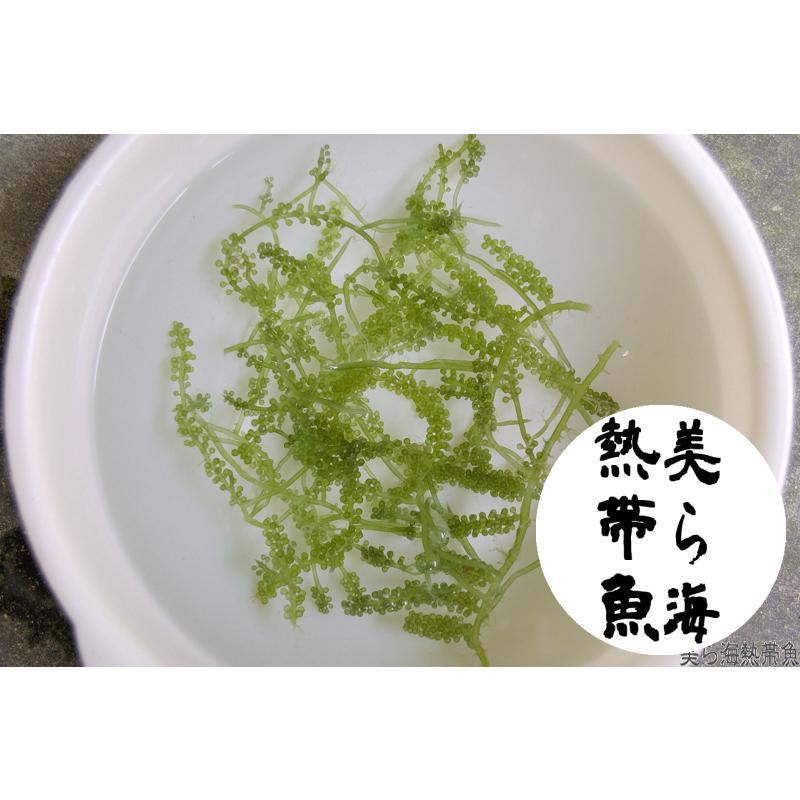 「クビレヅタ（海ぶどう）」ランナーの長さ約60cm分 送料無料 ポスト便【美ら海熱帯魚】 : 美ら海熱帯魚YAHOO支店 - 通販 ...