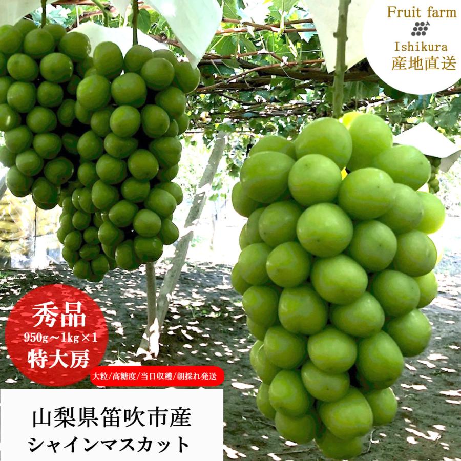 【2025年発送】シャインマスカット 特大 ジャンボ マスカット 産直 1房 950g〜1.0kg 山梨 先行予約 大粒 高糖度 化粧箱 数量限定 【2025年8月中旬〜9月中旬】 : シエロ ...
