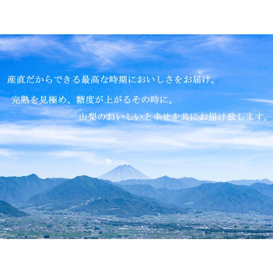 【2025年発送】シャインマスカット 特大 ジャンボ マスカット 産直 1房 950g〜1.0kg 山梨 先行予約 大粒 高糖度 化粧箱 数量限定 【2025年8月中旬〜9月中旬】 : シエロ ...