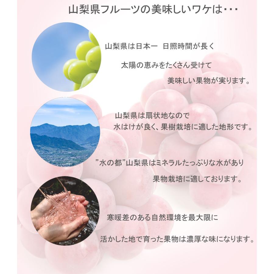 【2025年発送】シャインマスカット 特大 ジャンボ マスカット 産直 1房 950g〜1.0kg 山梨 先行予約 大粒 高糖度 化粧箱 数量限定 【2025年8月中旬〜9月中旬】 : シエロ ...