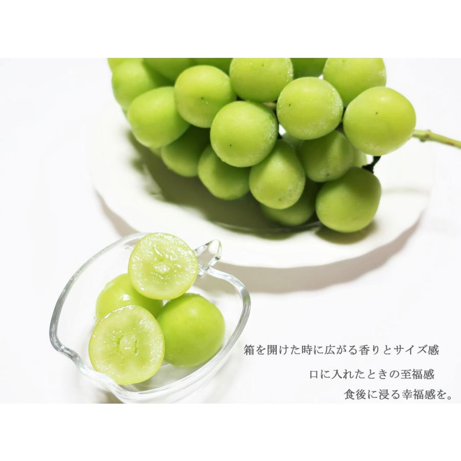 【2025年発送】シャインマスカット 特大 ジャンボ マスカット 産直 1房 950g〜1.0kg 山梨 先行予約 大粒 高糖度 化粧箱 数量限定 【2025年8月中旬〜9月中旬】 : シエロ ...