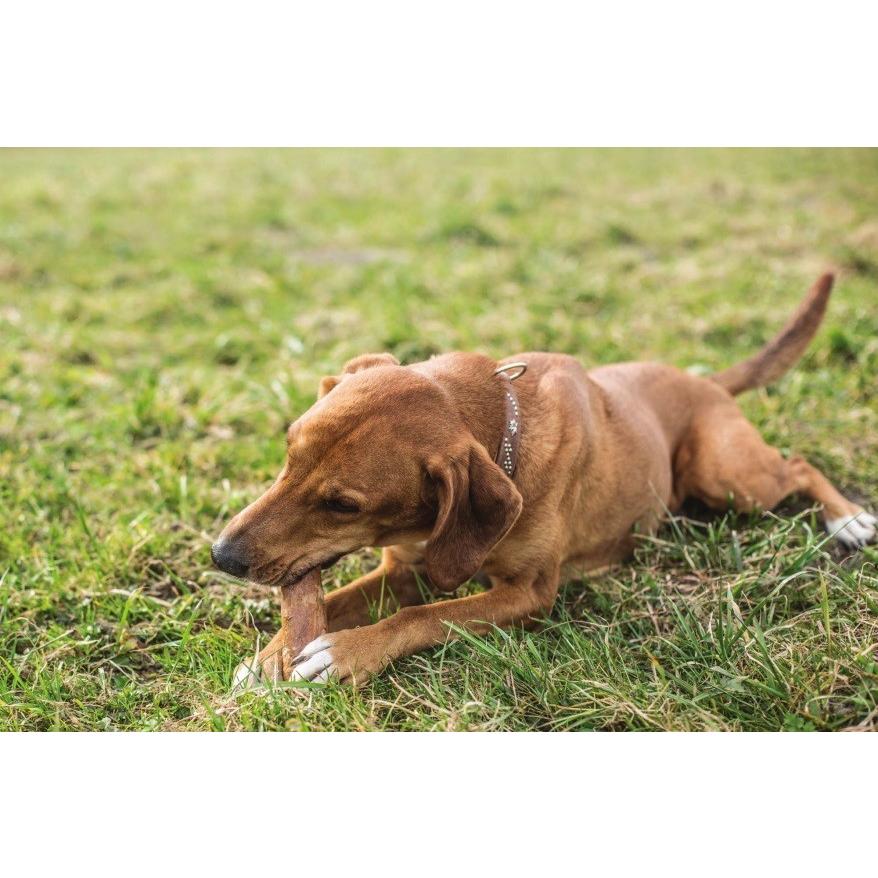 CANOPHERA CHEW STICK FOR DOG size XXS(犬用歯磨きスティック100％天然素材小型犬向け2本セット ...