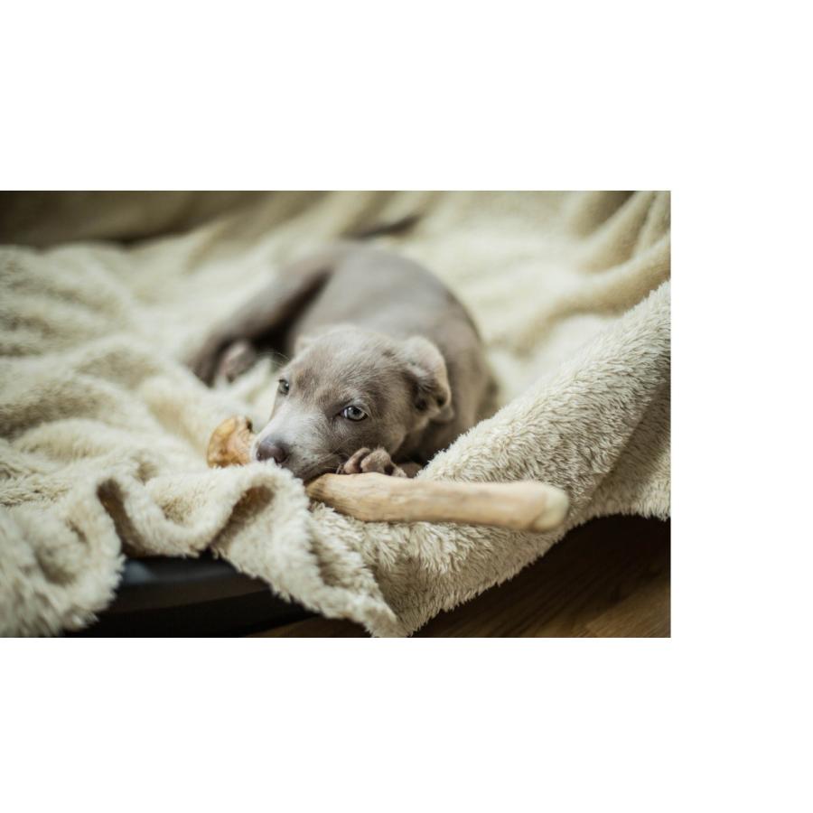 CANOPHERA CHEW STICK FOR DOG size XXS(犬用歯磨きスティック100％天然素材小型犬向け2本セット ...