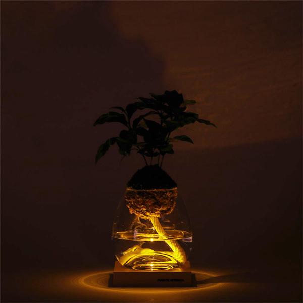 PIANTA×STANZA(ピアンタスタンツァ) トーチ M 苔玉のみ コーヒーの木 :21100103:upstairs outdoor ...