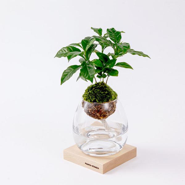 PIANTA×STANZA(ピアンタスタンツァ) トーチ M 苔玉のみ コーヒーの木 :21100103:upstairs outdoor ...