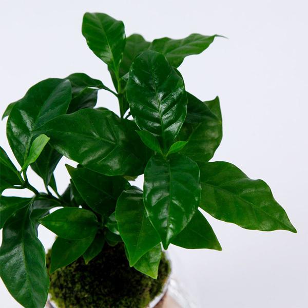 PIANTA×STANZA(ピアンタスタンツァ) トーチ M 苔玉のみ コーヒーの木 :21100103:upstairs outdoor ...