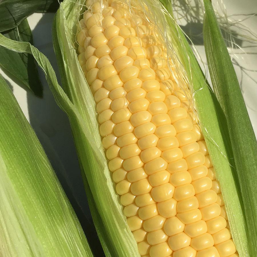 2025新商品 山梨県産 とうもろこし サニーショコラ・ライラ 2L〜3L 5〜6本入り フルーツコーン 皮付き 生食可能 甲府市中道町産 きみひめの後継品種 : ココ・メルカート - 通販 ...