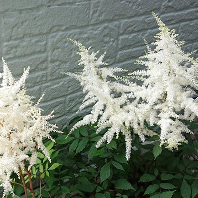 アスチルベ ヤポニカ エリー 【ポット苗】 : Cocona Garden - 通販 - Yahoo!ショッピング