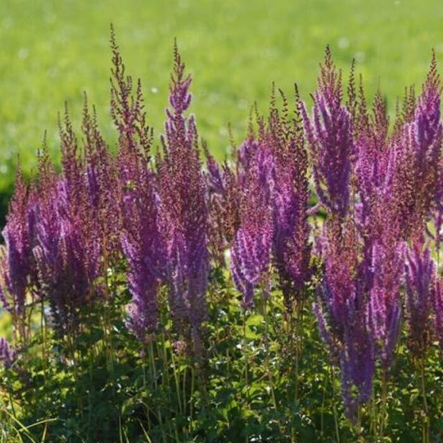 アスチルベ シネンシス 『プルプランツェ』 【ポット苗】 : Cocona Garden - 通販 - Yahoo!ショッピング