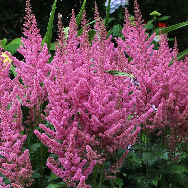 アスチルベ シネンシス 『ビジョンズインピンク』 【ポット苗】 : Cocona Garden - 通販 - Yahoo!ショッピング