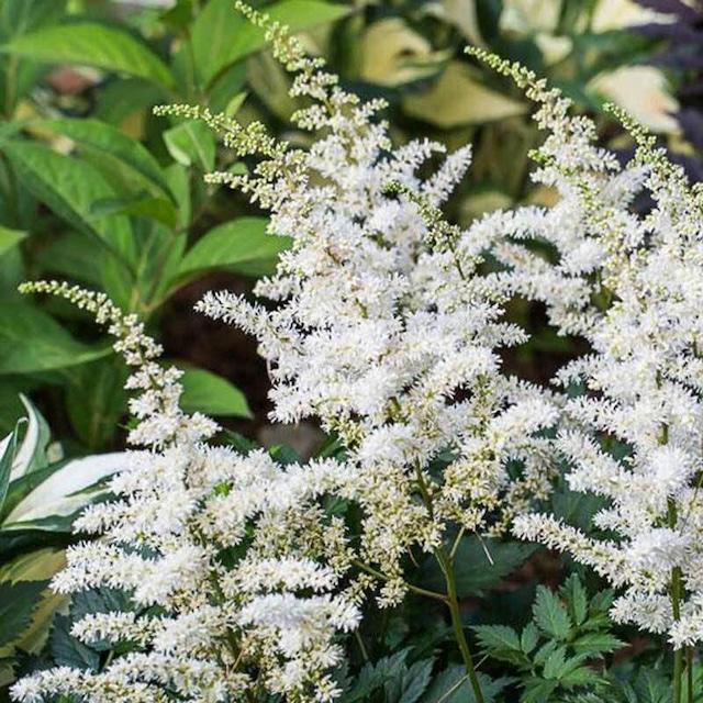 アスチルベ シネンシス 『ビジョンズインホワイト』【ポット苗】 : Cocona Garden - 通販 - Yahoo!ショッピング