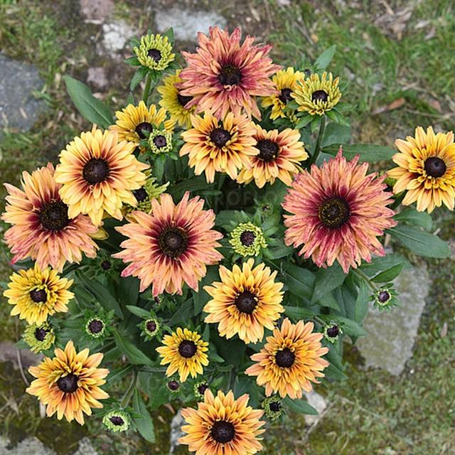 ルドベキア 『フラメンコ アプリコット』 【ポット苗】 : Cocona Garden - 通販 - Yahoo!ショッピング