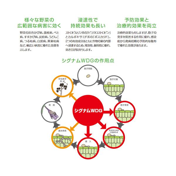 BASFジャパン:シグナムWDG 100g 4531607001450 :icn-vde-001451098:イチネンネットmore(インボイス対応) - 通販 - Yahoo!ショッピング