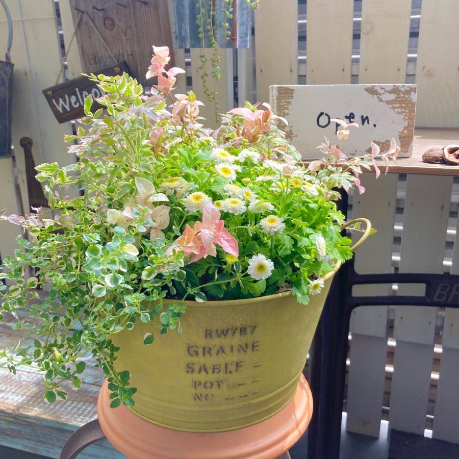 植木鉢 プランター ブリキ 多肉植物 寄せ植え 花 おしゃれ 北欧 植木鉢 プランター ブリキ 多肉植物 寄せ植え 花 おしゃれ 北欧