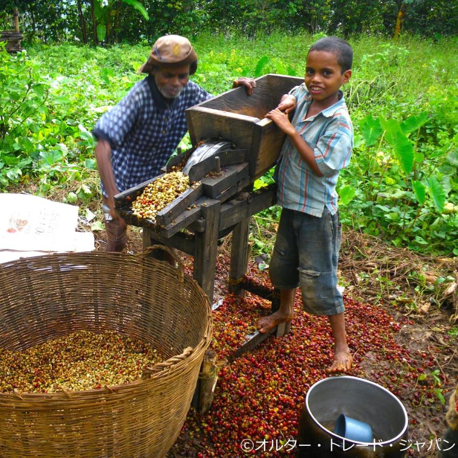 【CP】 東ティモール ロロサエ (100g) 【自家焙煎コーヒー豆 合計600gの注文でクリックポスト送料無料】 : c00078 ...