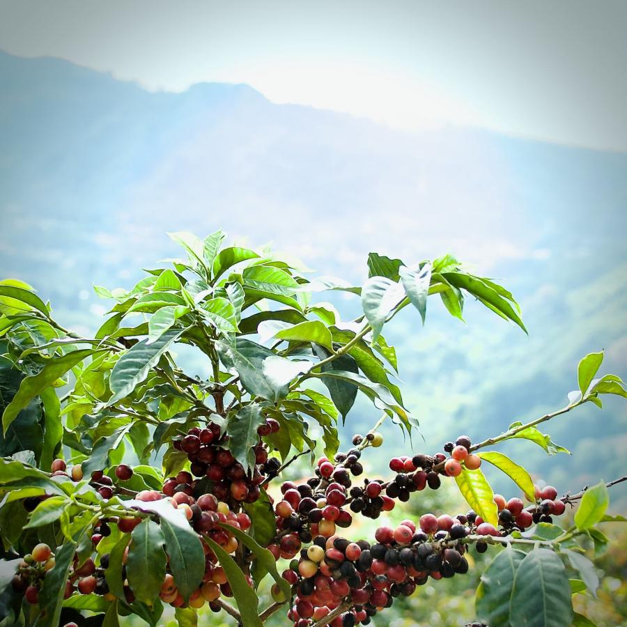 コスタリカ ネリー農園 レッドハニー[中深煎り] : coffee stand switch - 通販 - Yahoo!ショッピング