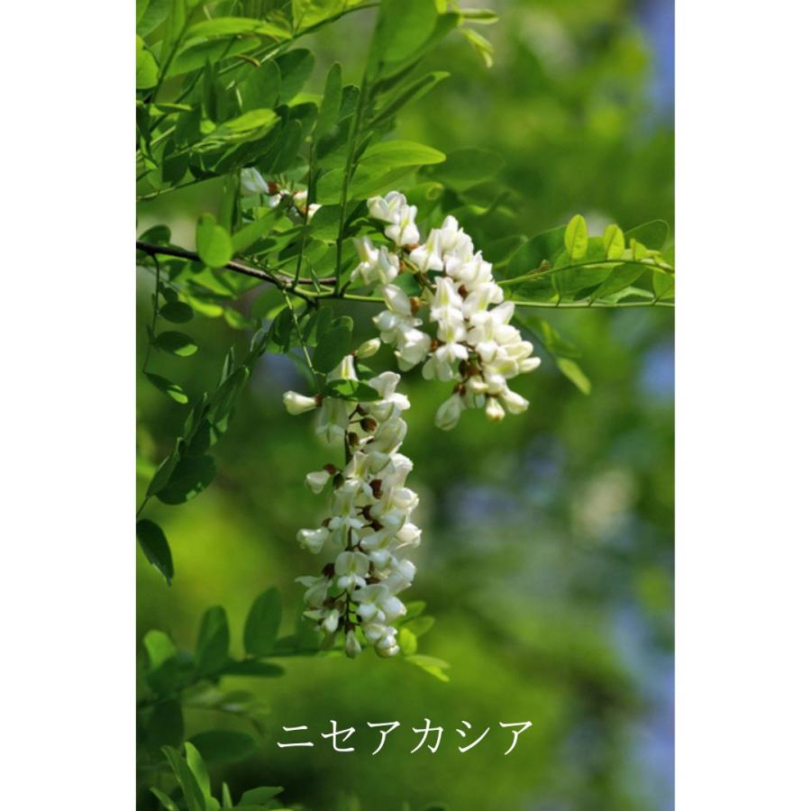 天然成分100％純粋ハチミツ榛名の森のはちみつ屋さん「無垢」 135g : COG shop - 通販 - Yahoo!ショッピング