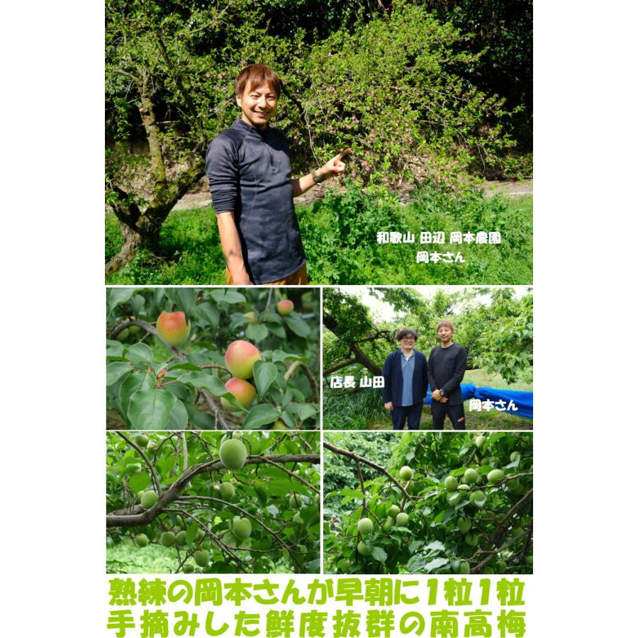 梅 南高梅 梅干し用 3kg 2L〜3L 青梅 or 完熟 予約 直売 生梅 うめ 梅酒用 和歌山 紀州 田辺 岡本農園 : クックス産直ヤフー店 - 通販 - Yahoo!ショッピング
